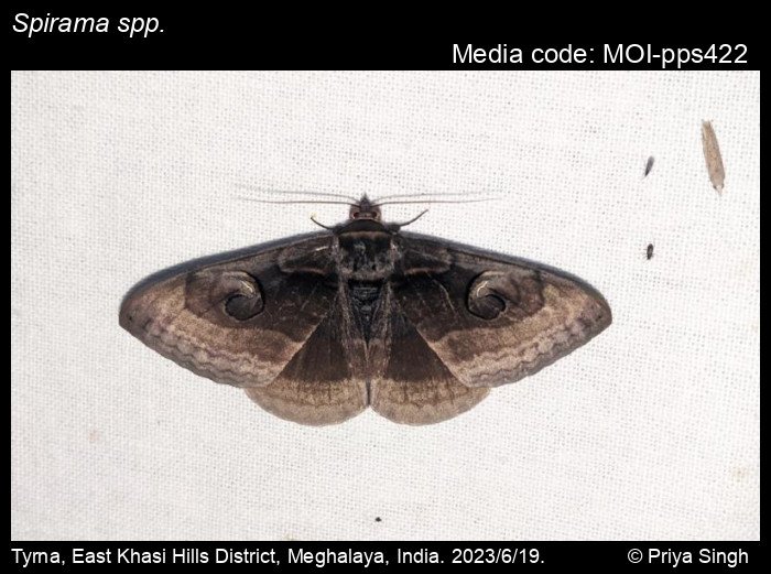 Spirama spp. | Moths